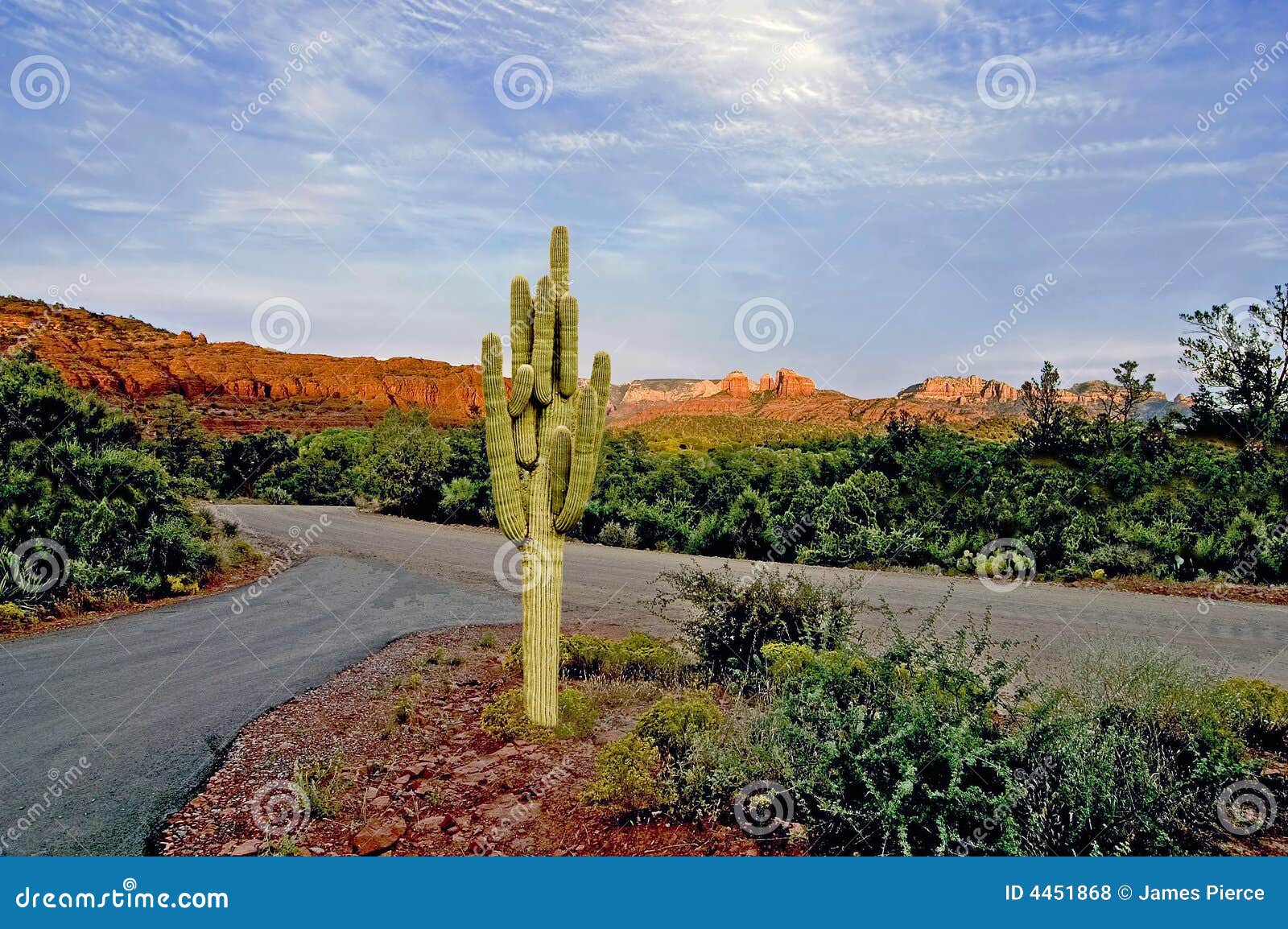 Cactus 2 stock photo. Image of plant, spine, nature, endangered - 4451868