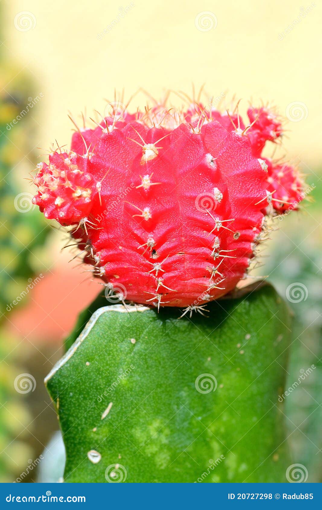 Cactus photo stock. Image du details, chauffer, lame - 20727298