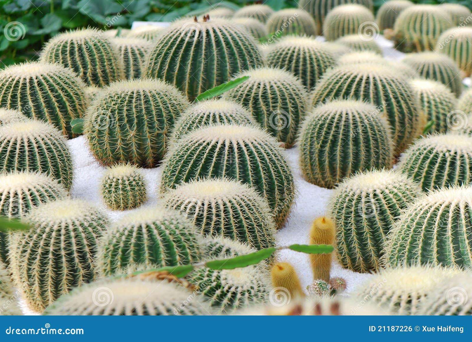 Cactus photo stock. Image du beau, vert, centrale, details - 21187226