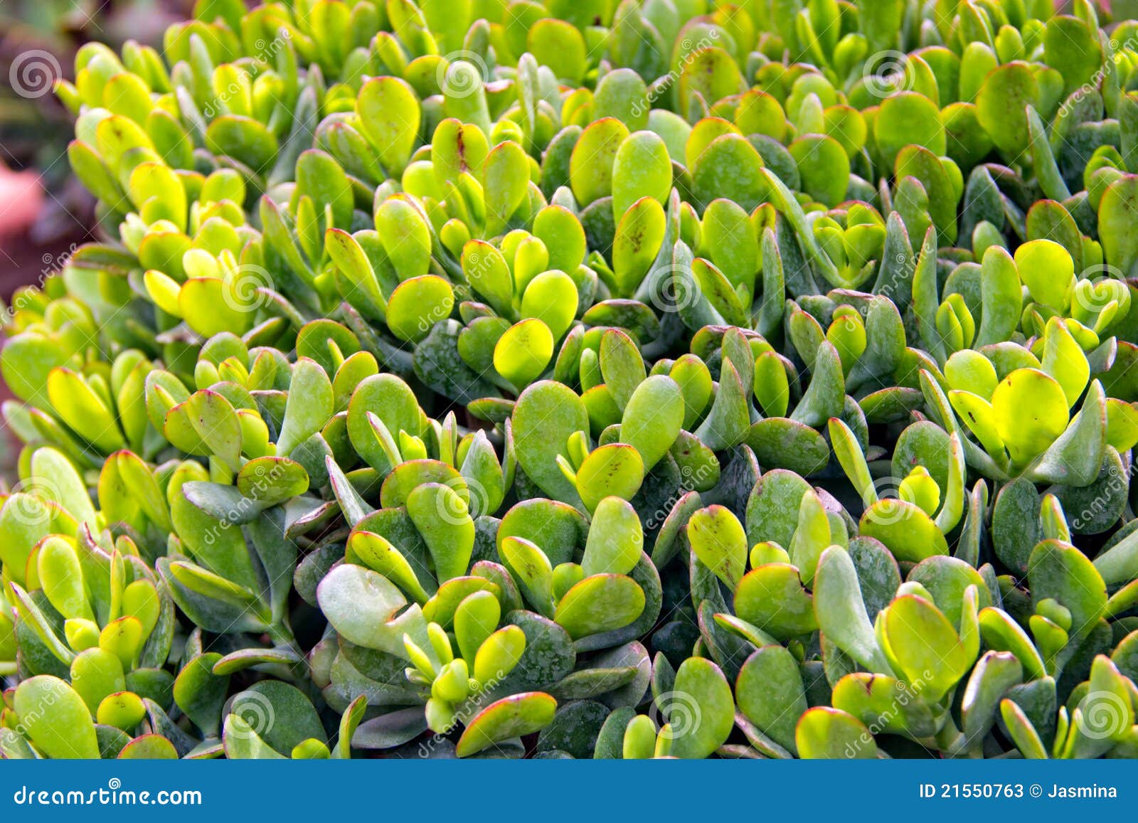 Cactus stock image. Image of leaf, macro, detailed, detail - 21550763