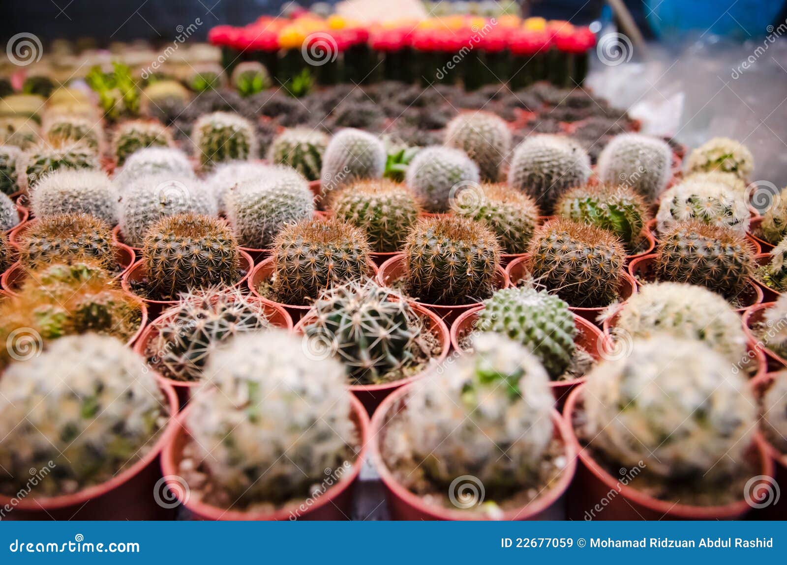 Cactus stock image. Image of small, business, still, plant - 22677059