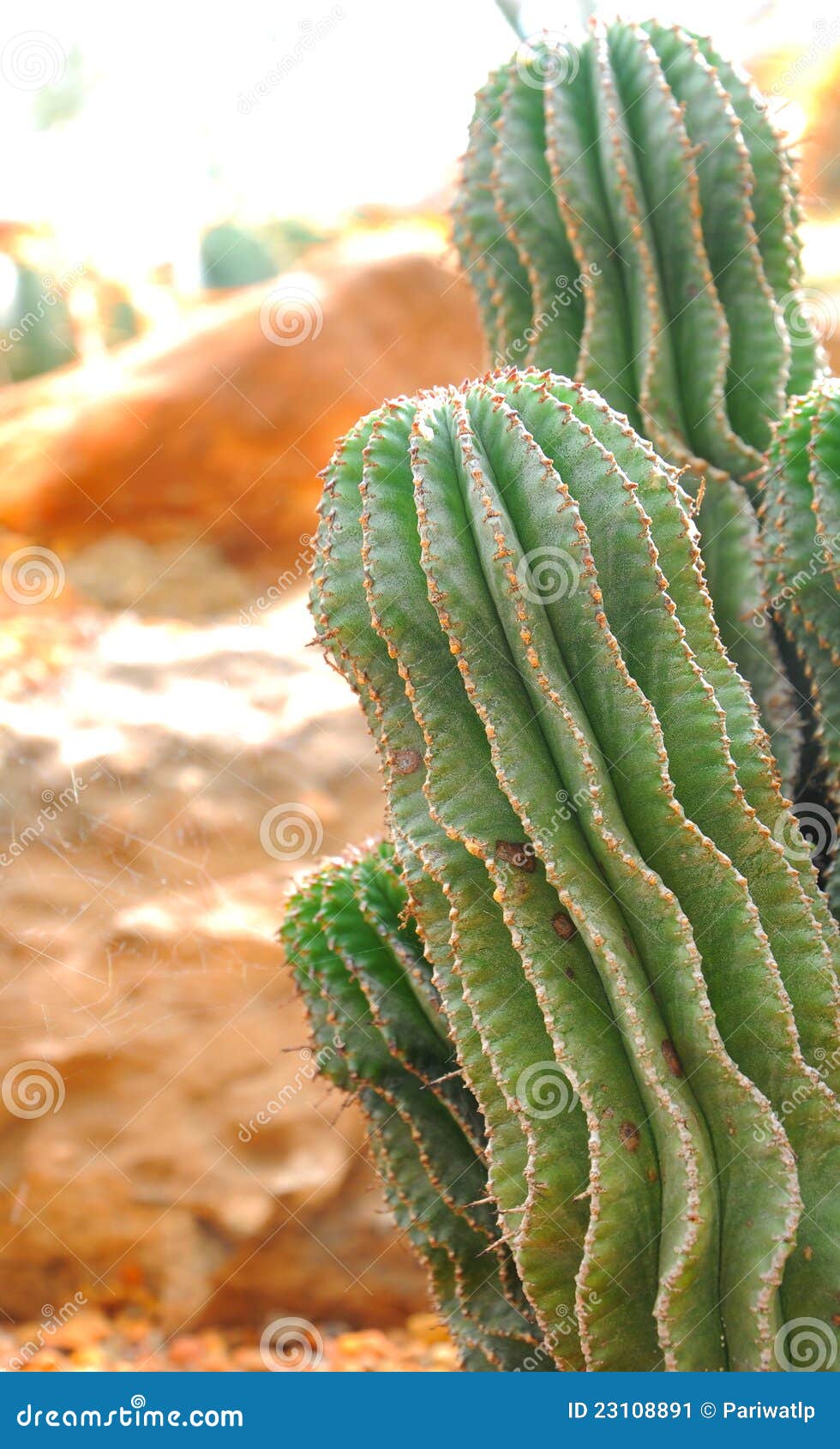 Cactus stock image. Image of growing, folk, herbal, medication - 23108891