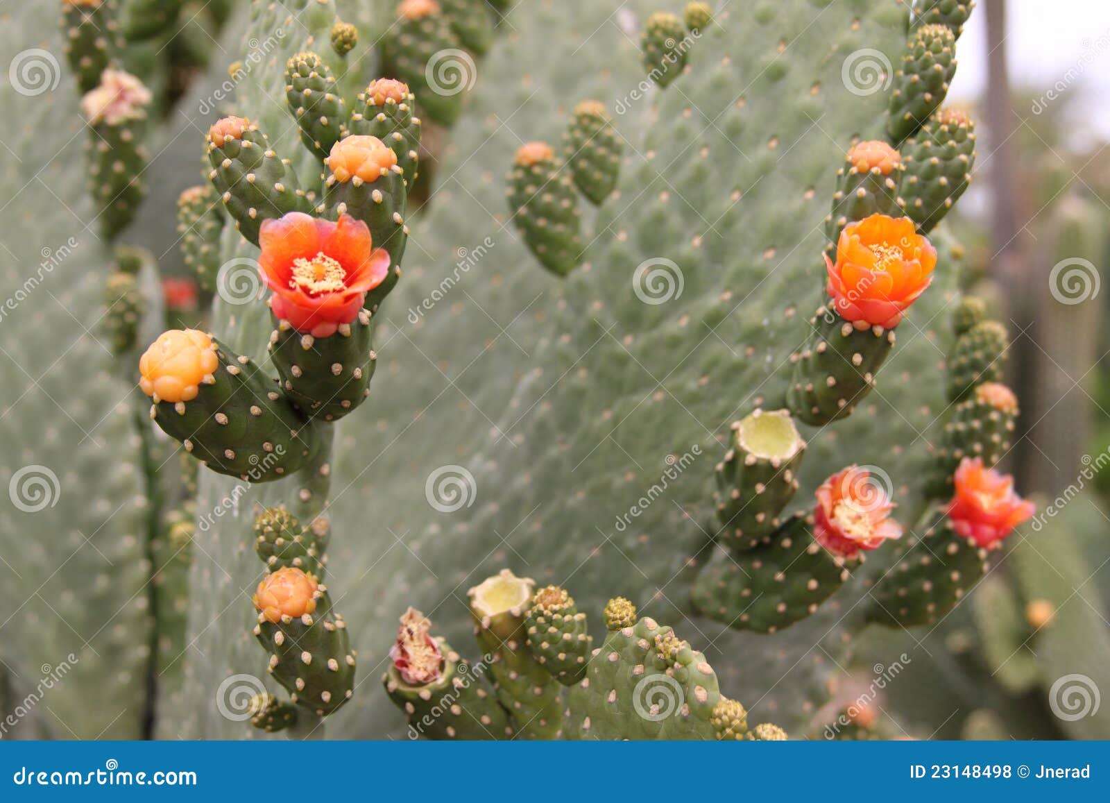 Cactus stock photo. Image of egypt, cacti, blossom, bloom - 23148498