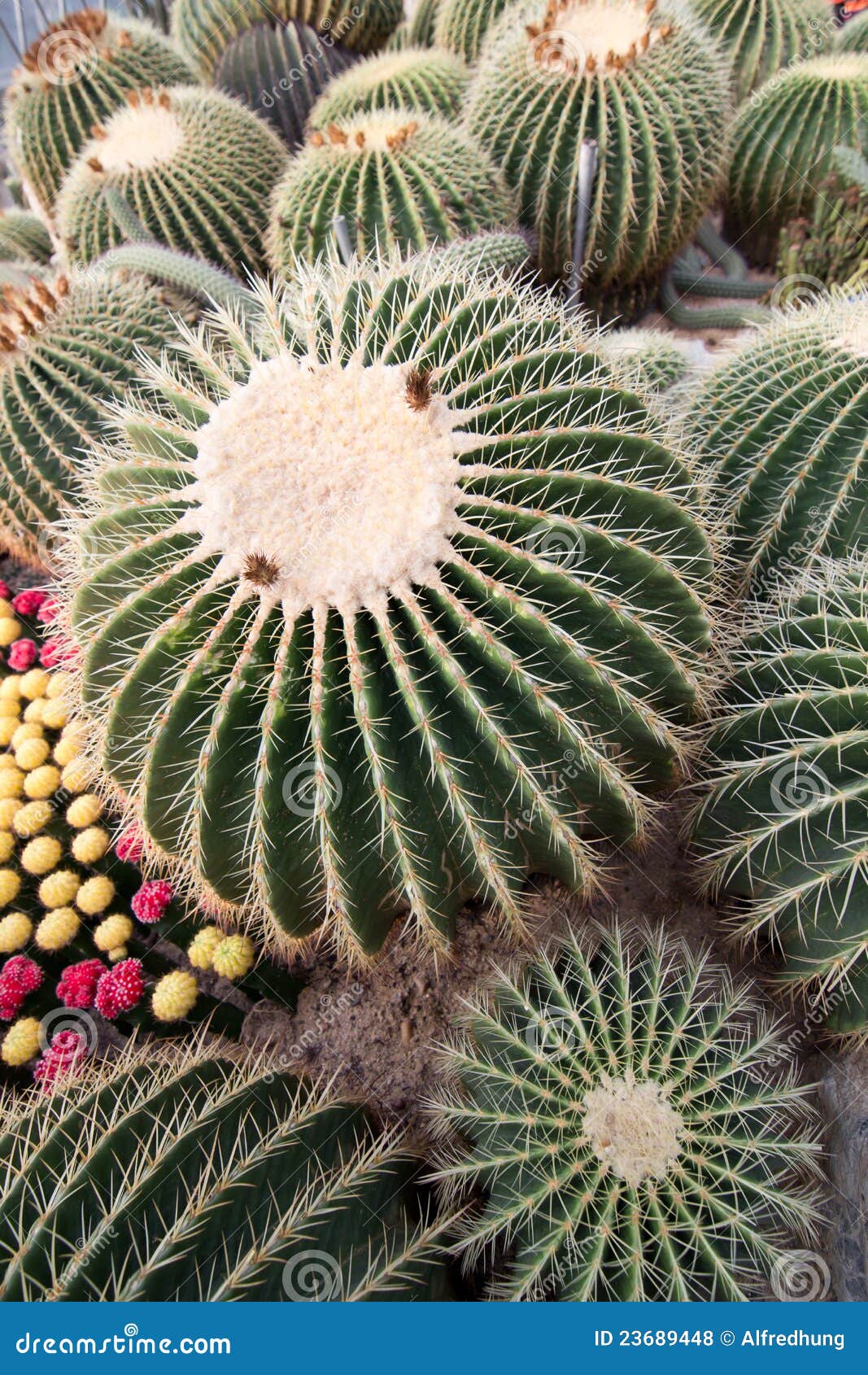 Cactus stock photo. Image of vacations, plate, palm, tropical - 23689448