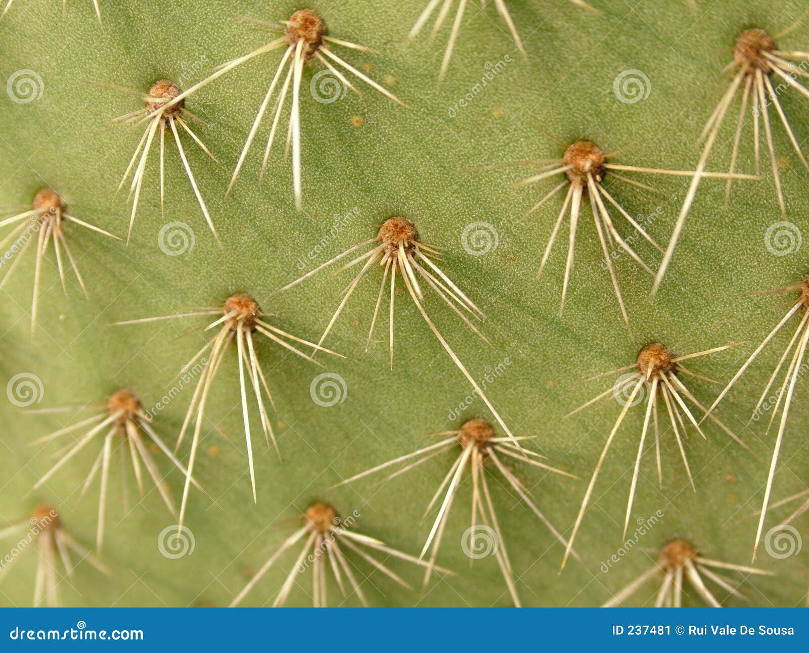 Cactus stock image. Image of remedy, splinter, prickly - 237481