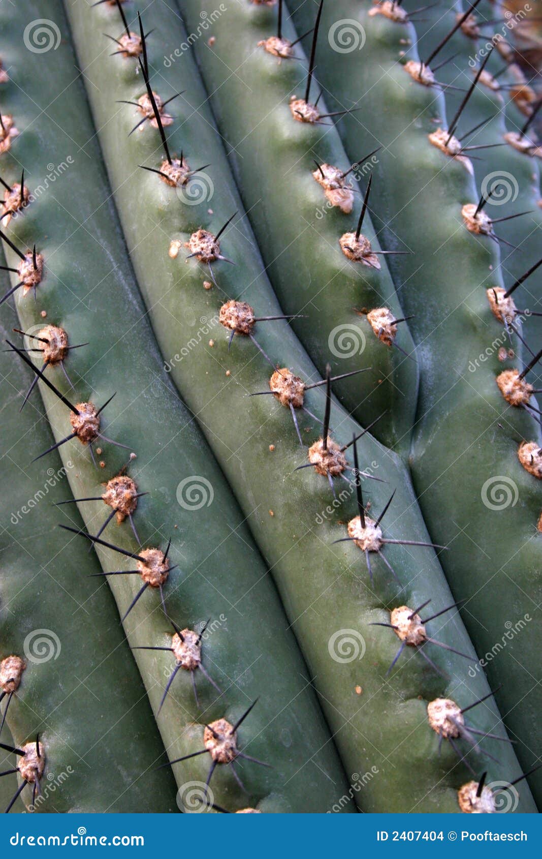 Cactus stock photo. Image of skin, botany, surface, plant - 2407404