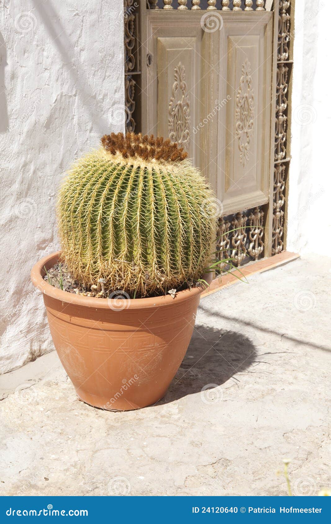 Cactus stock photo. Image of single, mediterranean, object - 24120640