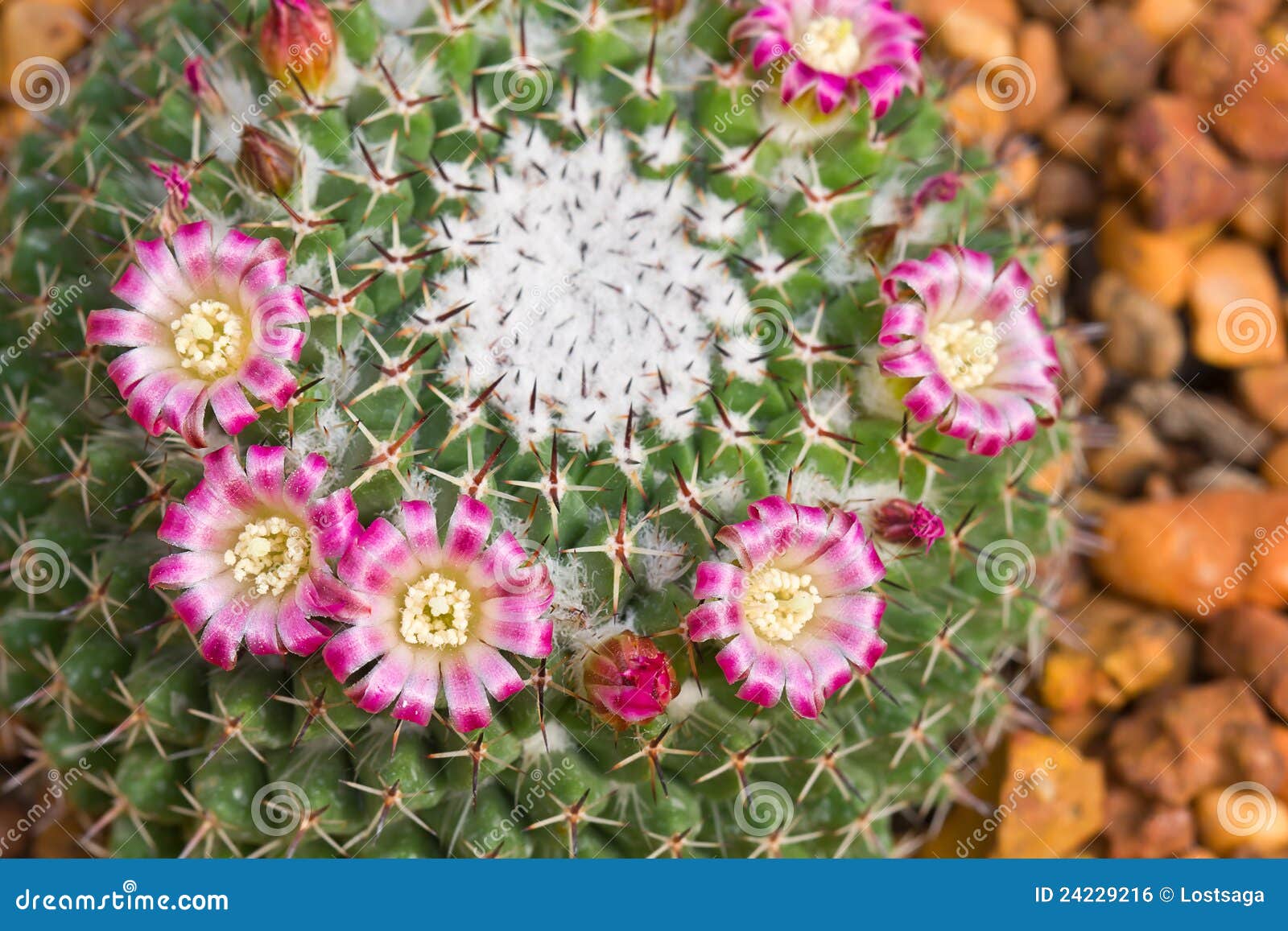 Cactus stock photo. Image of exotic, summer, botany, plant - 24229216