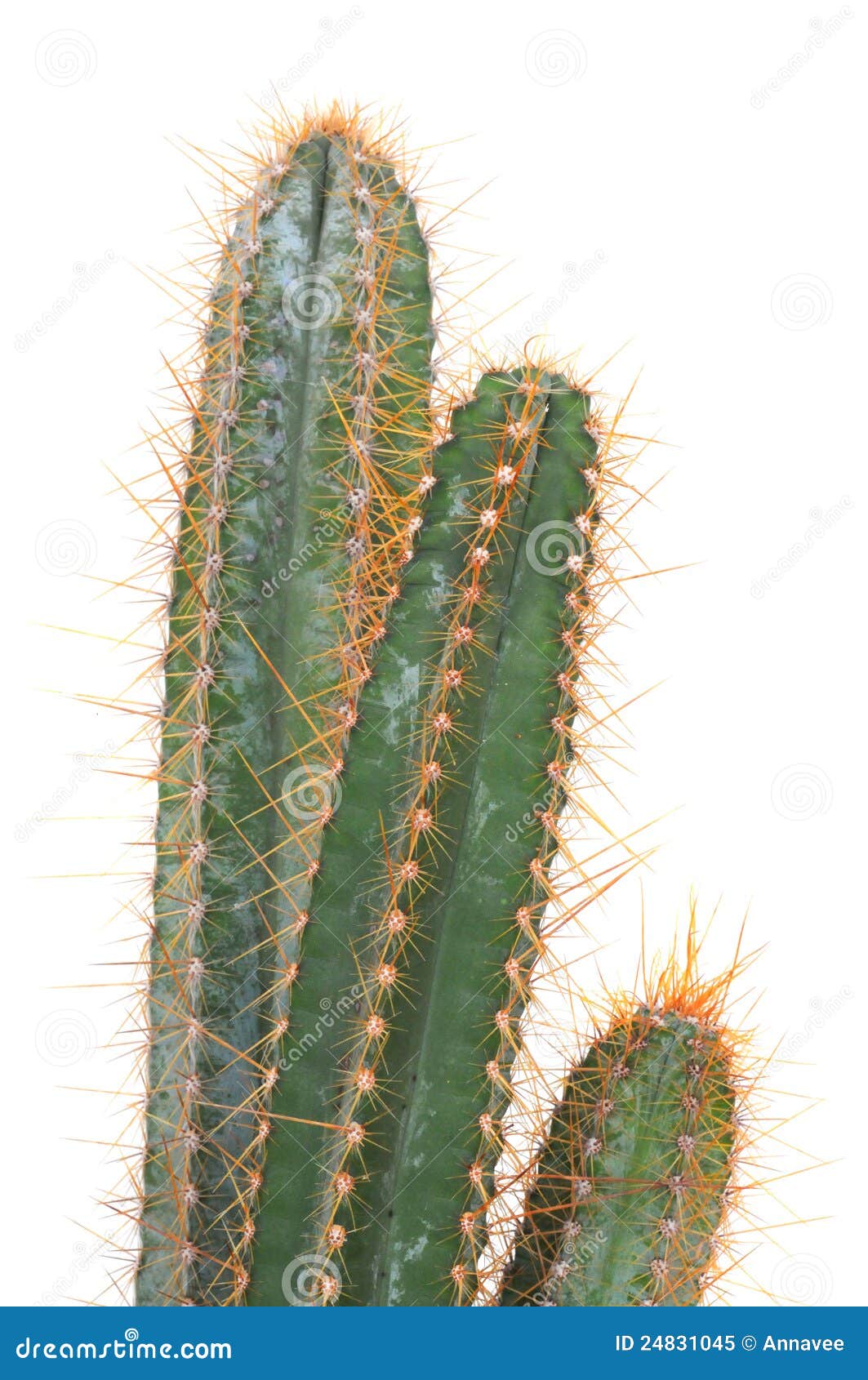 Cactus stock image. Image of green, strong, vigorous - 24831045