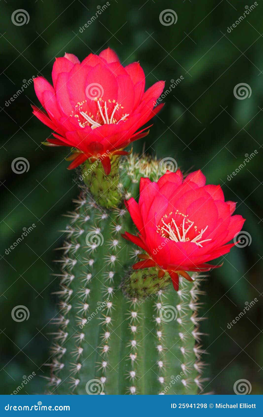 Cactus stock photo. Image of floral, cacti, color, detailed - 25941298