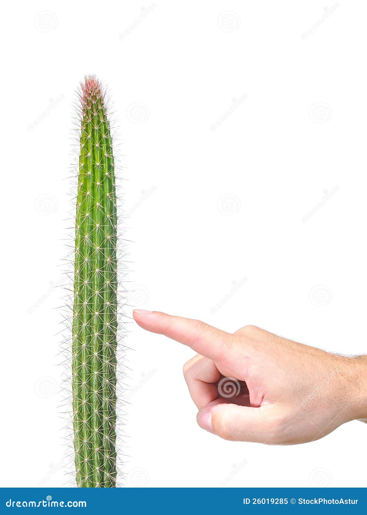 Cactus. stock image. Image of life, health, care, blood - 26019285