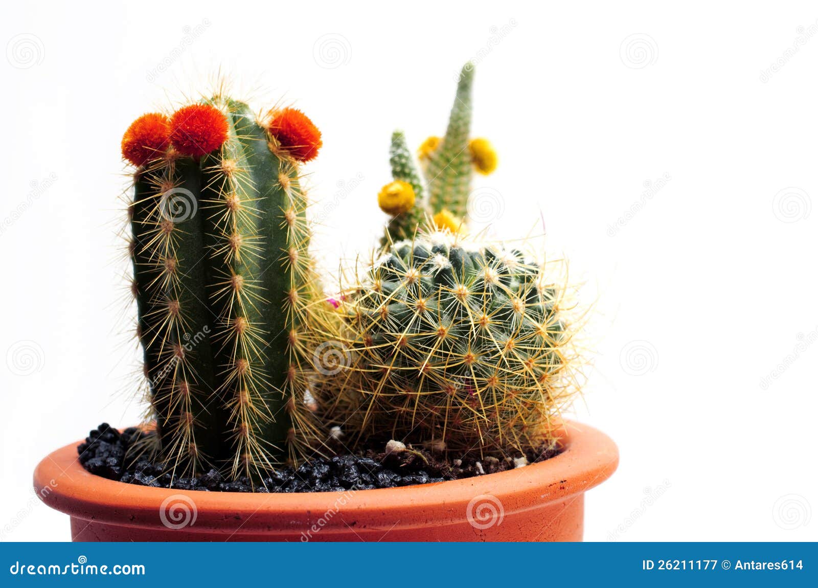 Cactus stock image. Image of spines, flowers, cactus - 26211177