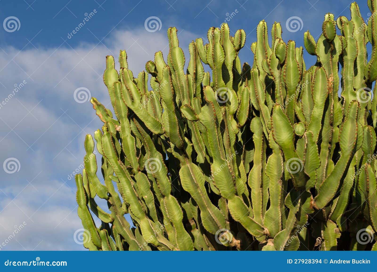 Cactus stock photo. Image of exotic, cacti, macro, nature - 27928394