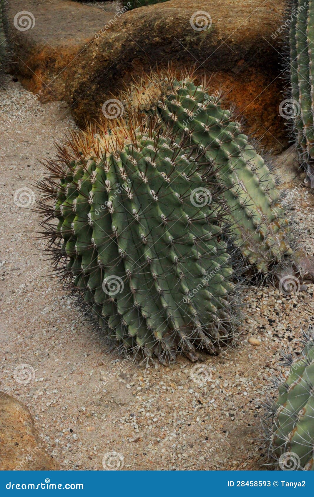 Cactus stock image. Image of danger, nature, leaf, cactaceous - 28458593