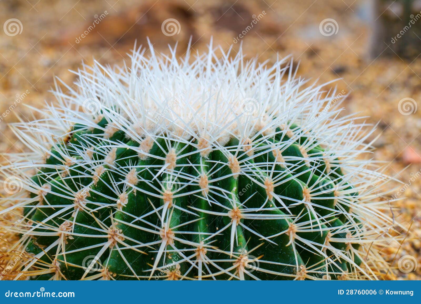 Cactus stock photo. Image of sting, gold, sphere, detail - 28760006