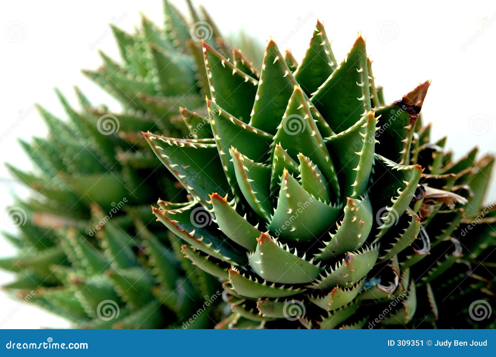 Cactus stock image. Image of thorns, leaves, sharp, cactus - 309351