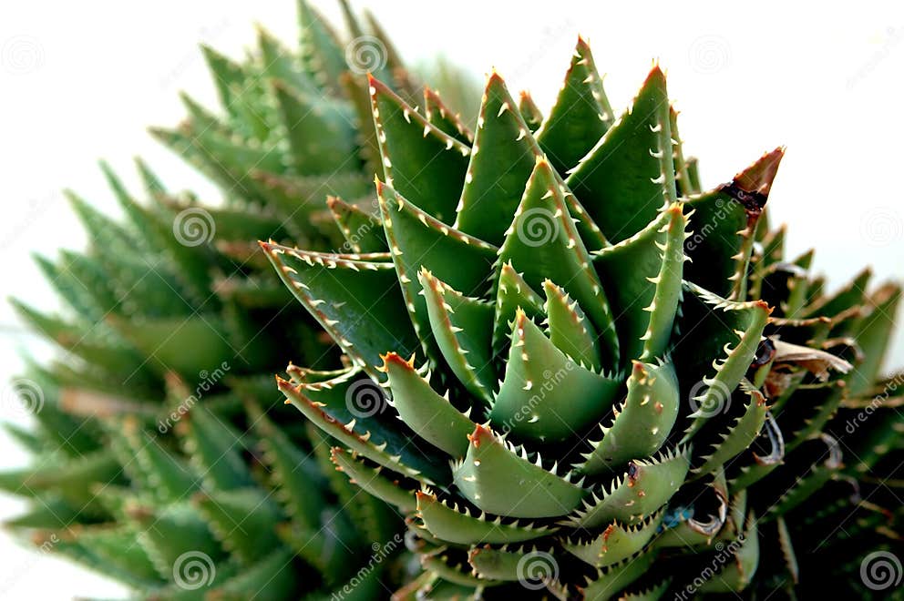 Cactus stock image. Image of thorns, leaves, sharp, cactus - 309351