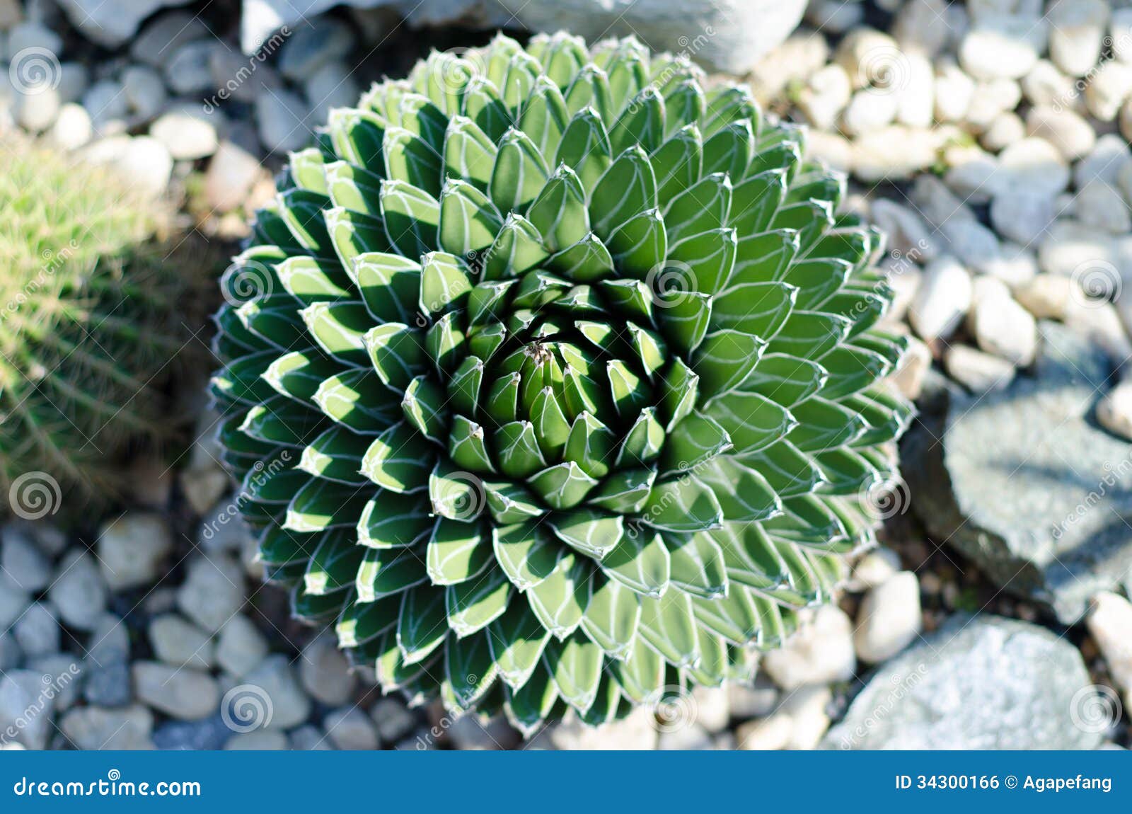 Cactus foto de archivo. Imagen de crecimiento, asia, espinoso - 34300166