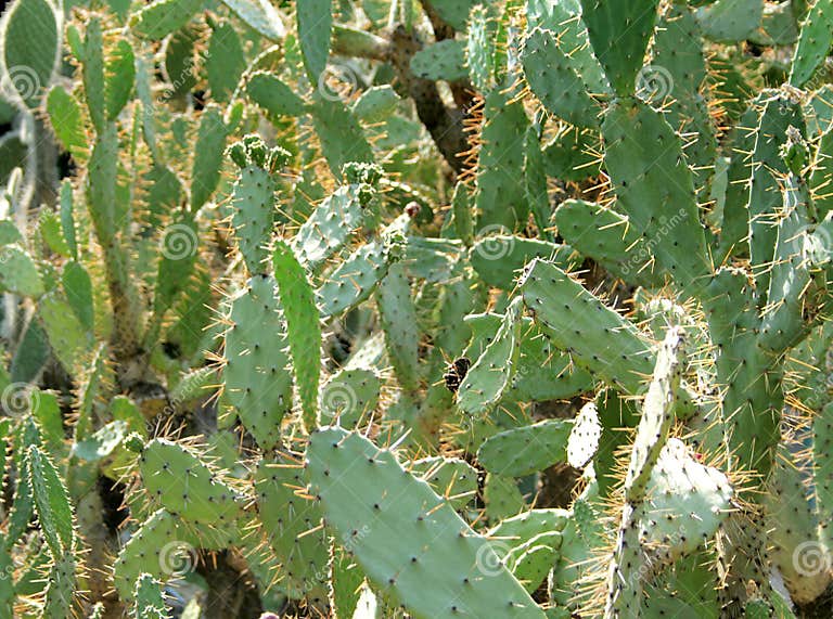 Cactus stock image. Image of application, cactus, green - 5455173