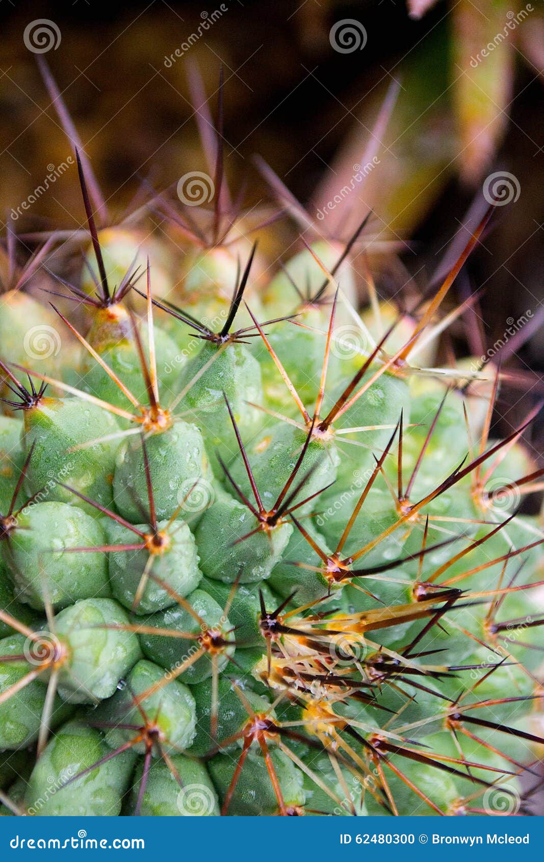 Cactus stock photo. Image of outdoor, spiky, cactus, needles - 62480300