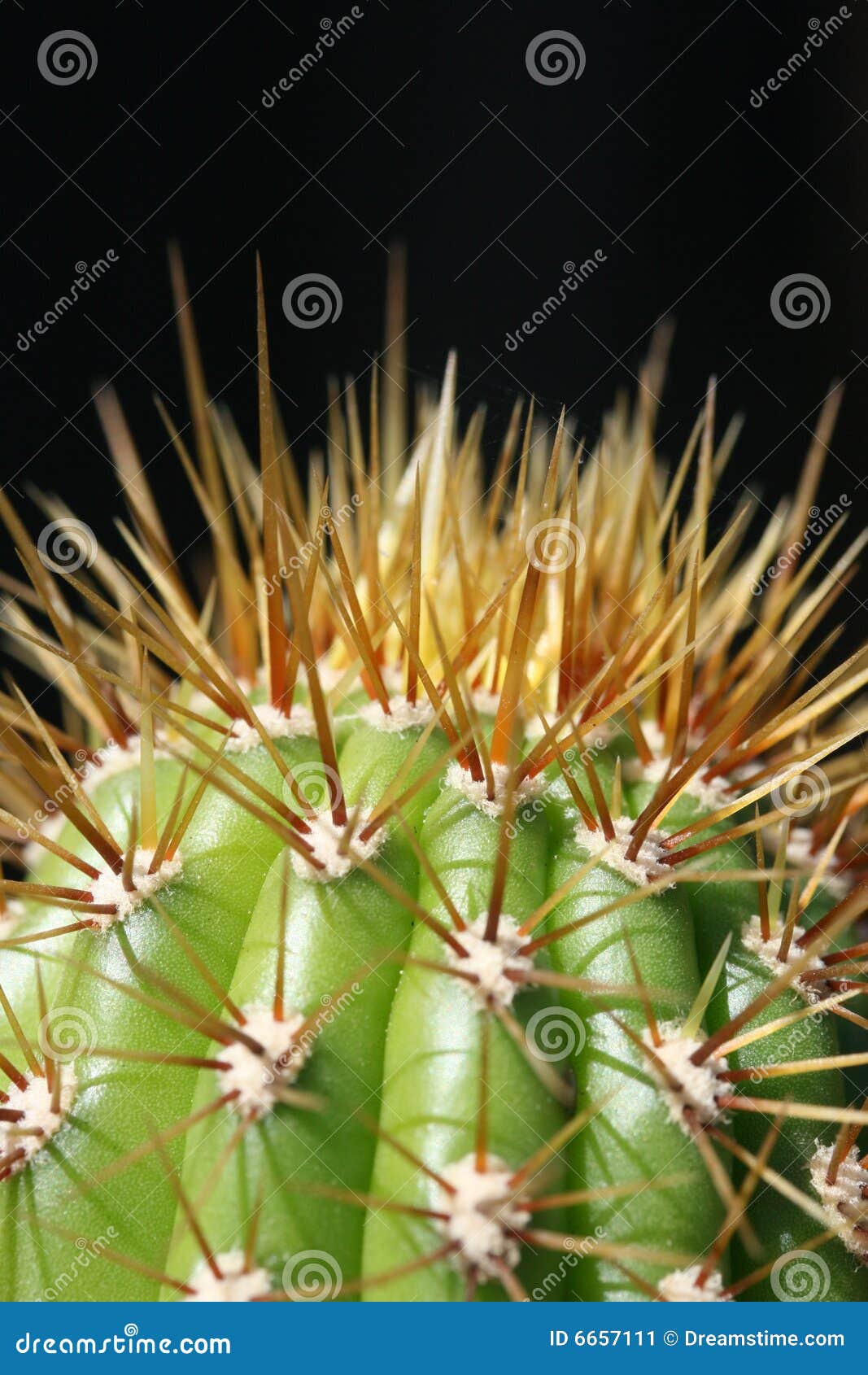 Cactus stock image. Image of hurt, botanical, close, green - 6657111