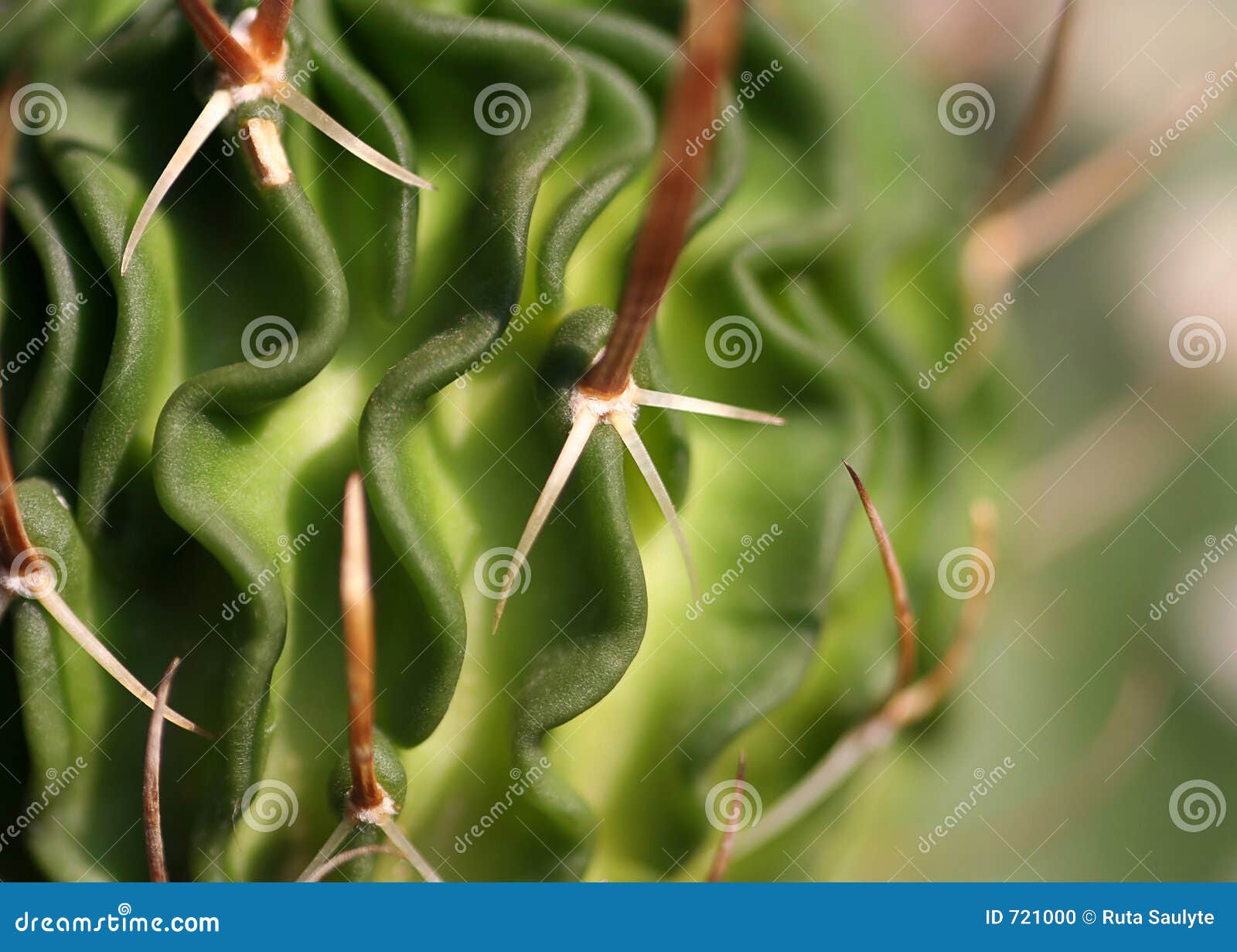 Cactus stock photo. Image of plant, wavy, pattern, nature - 721000