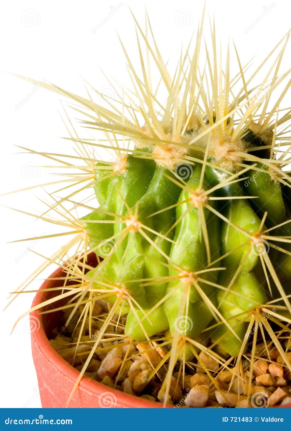 Cactus stock image. Image of cacti, brown, color, leaf - 721483
