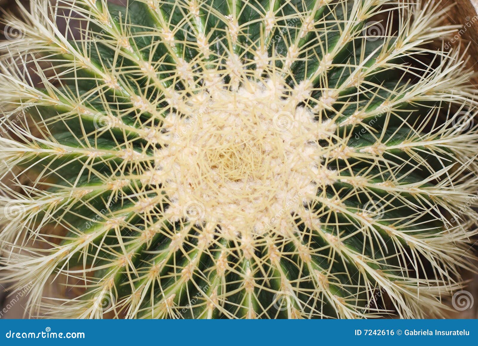 Cactus stock photo. Image of exotic, spike, botany, closeup - 7242616