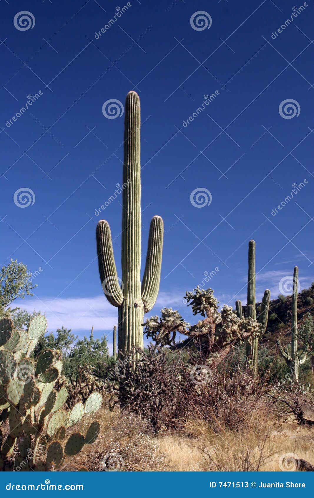 Cactus stock image. Image of arizona, western, national - 7471513