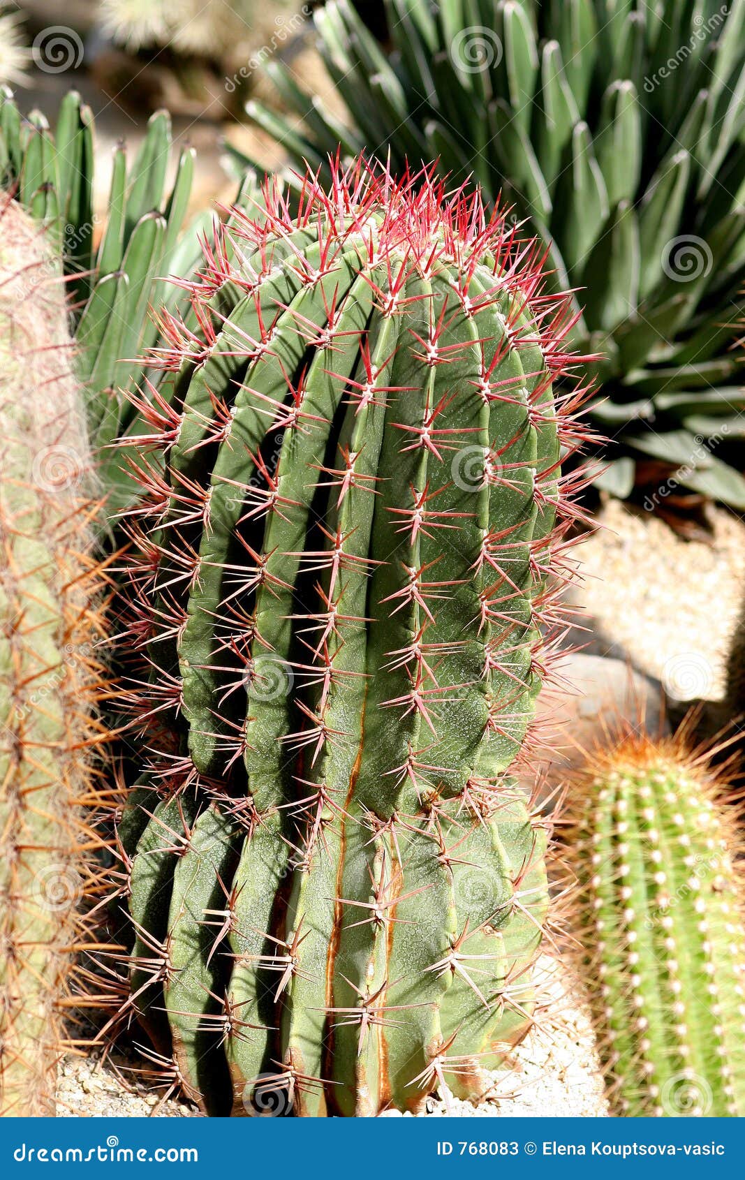 Cactus stock image. Image of cactus, africa, thirsty, flora - 768083