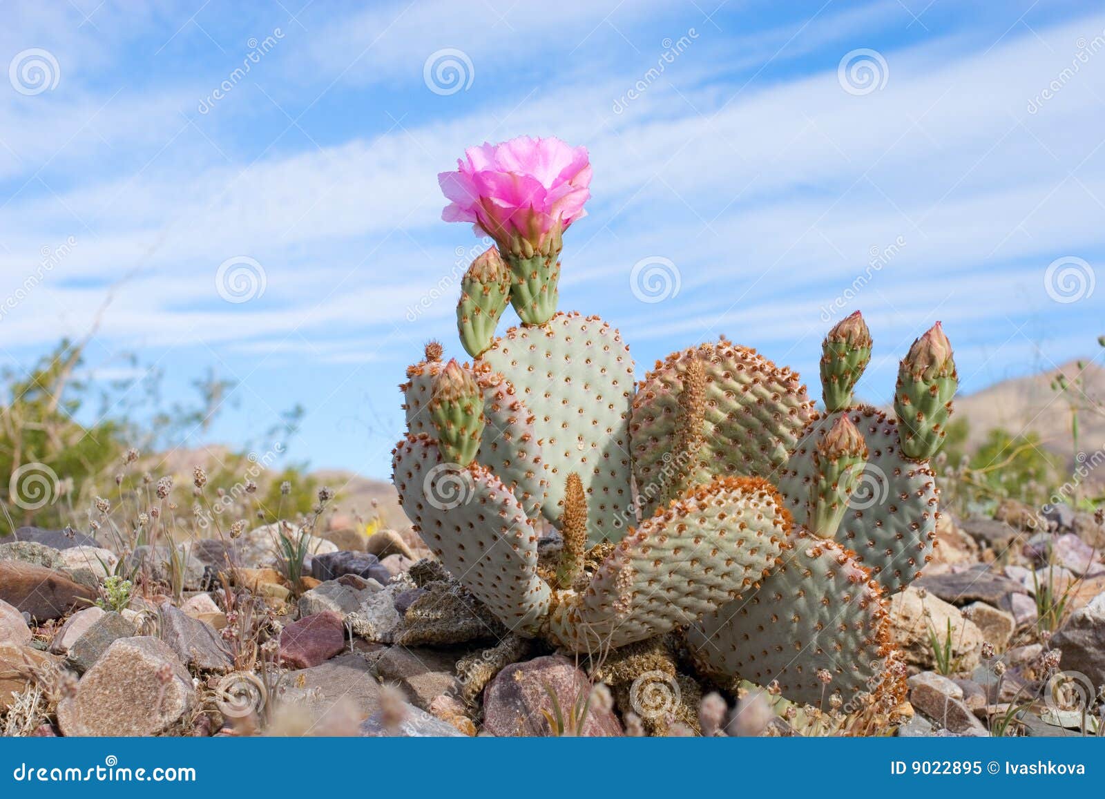 Cactus stock image. Image of botanical, summer, bloom - 9022895