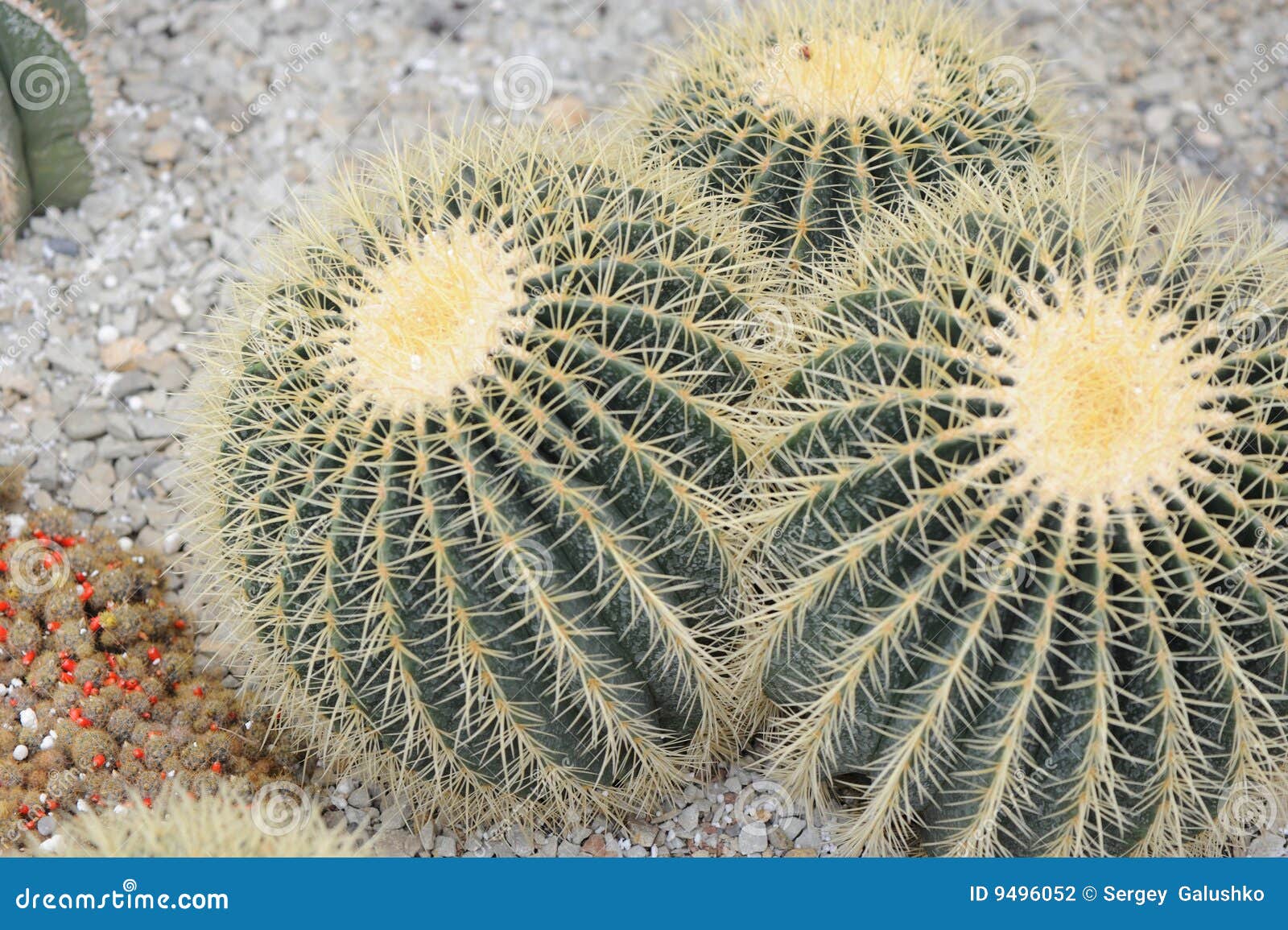 Cactus stock photo. Image of macro, herbal, gardening - 9496052