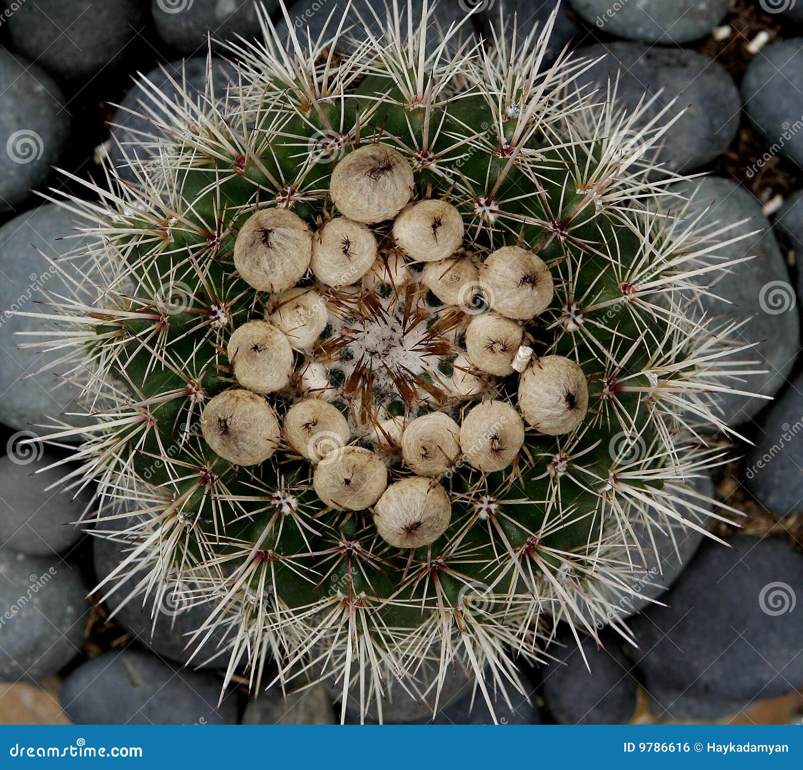 Cactus stock photo. Image of sphere, flower, cactus, flourish - 9786616