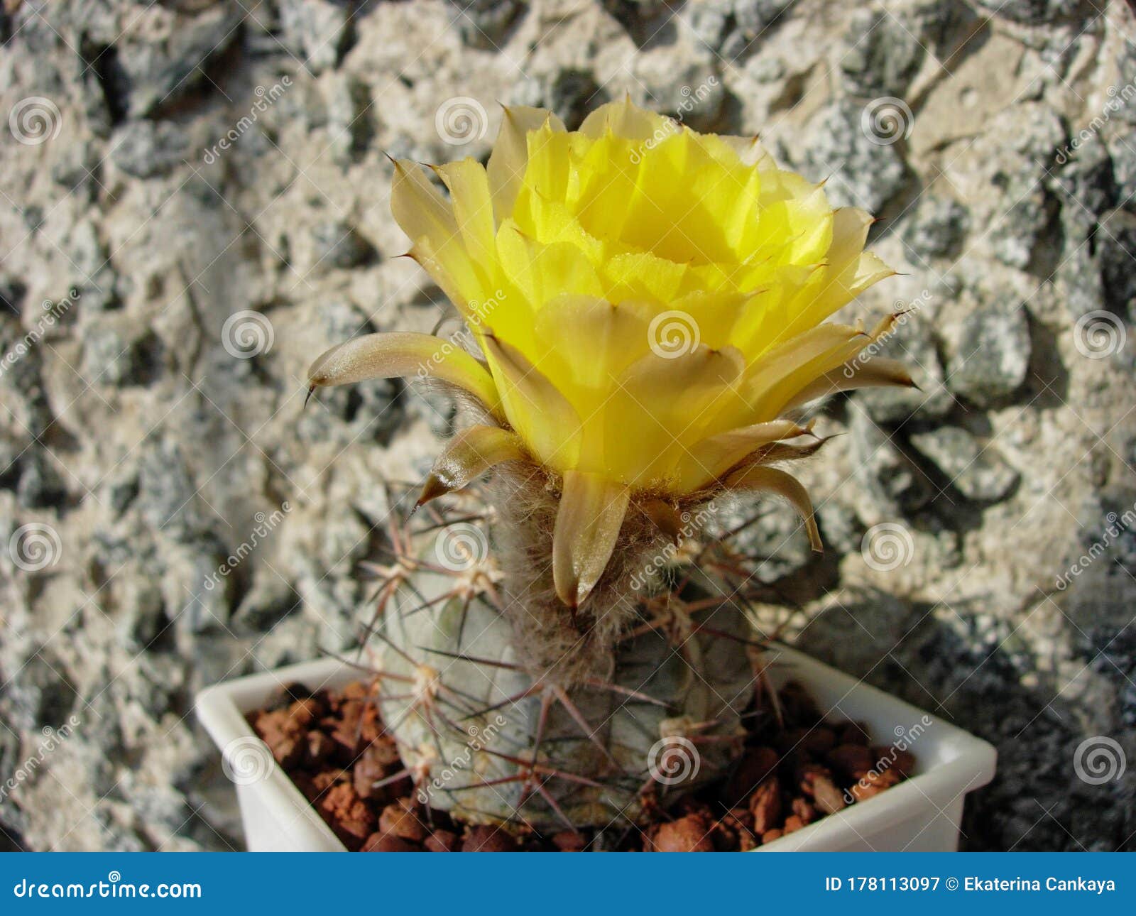 Cactus Acanthocalycium Griseum with Grey Stem and Large Bright Flowers ...