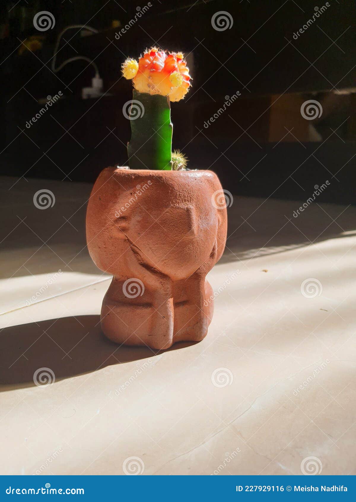 Cactus in an Aesthetic Pot Decoration Stock Photo - Image of ...