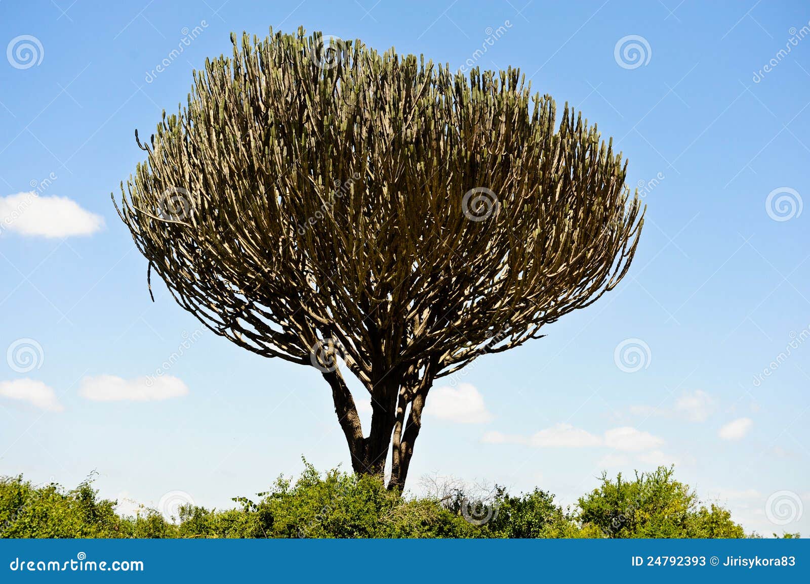 Cactus in African savanna stock image. Image of scenery - 24792393