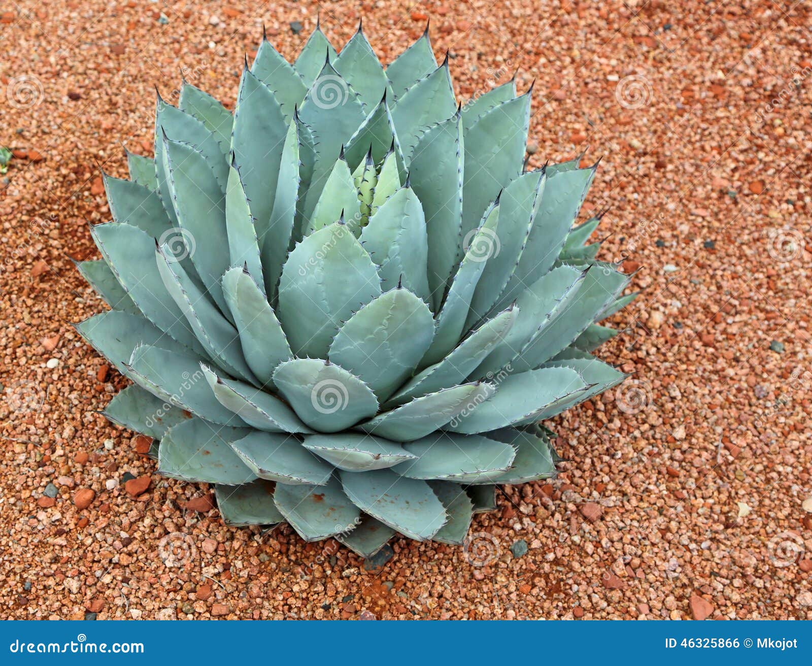 Cactus Agave stock photo. Image of agave, cactus, leaves - 46325866
