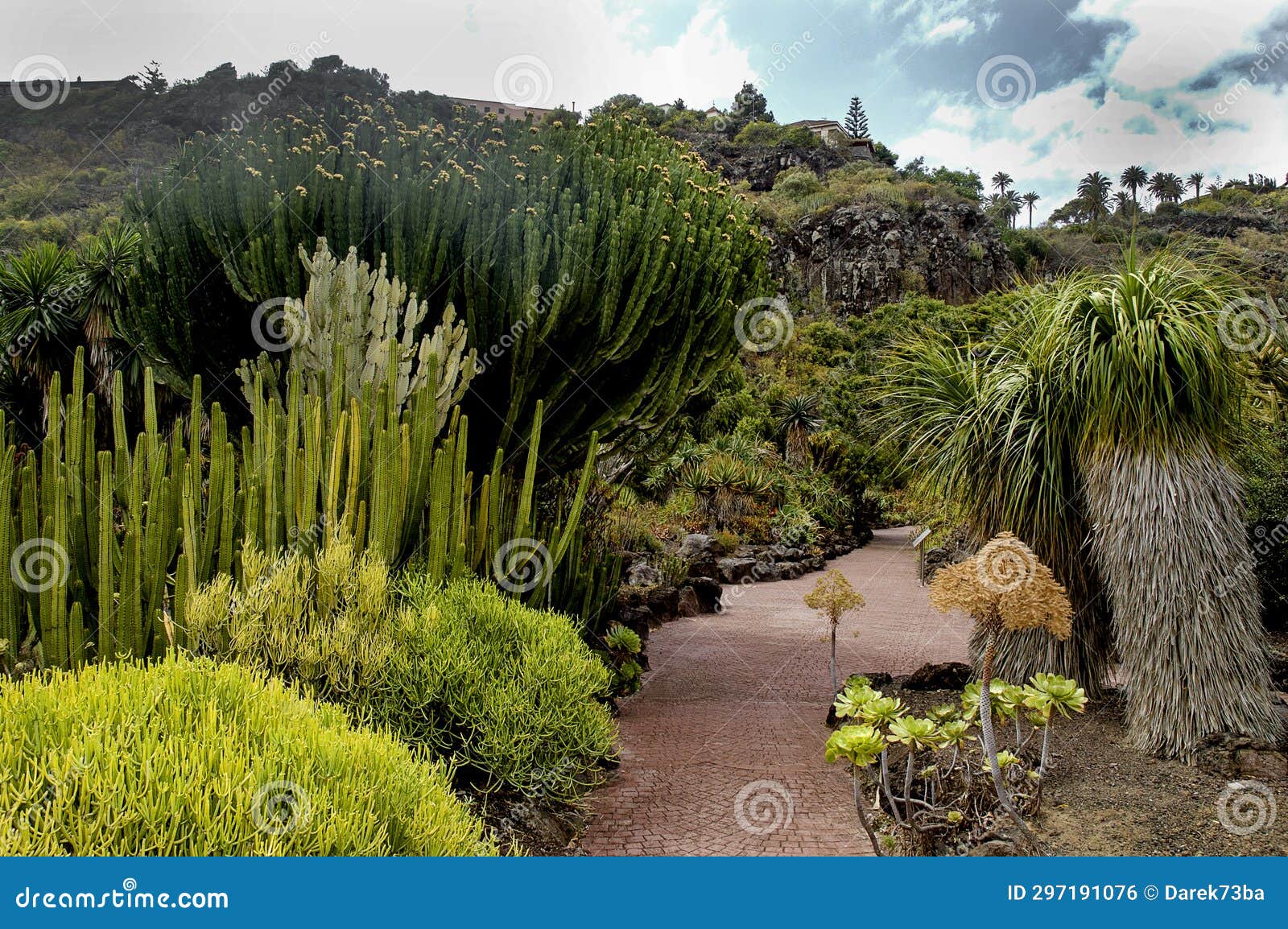 Cactus alley stock photo. Image of garden, wilderness - 297191076