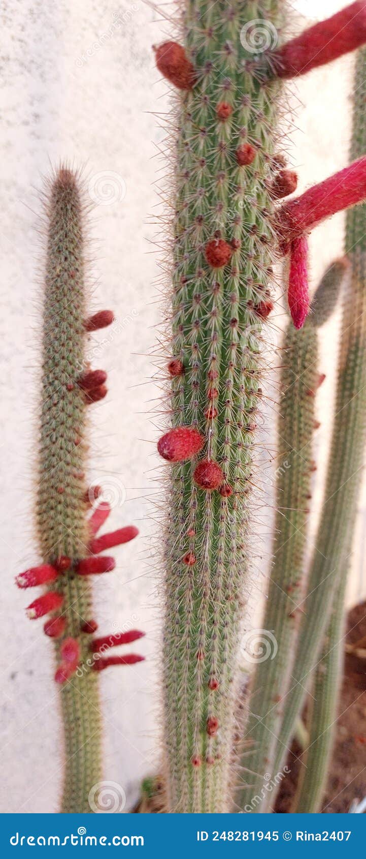 Cactus Alto Con Flores Rojas Imagen de archivo - Imagen de cubo, cacto ...