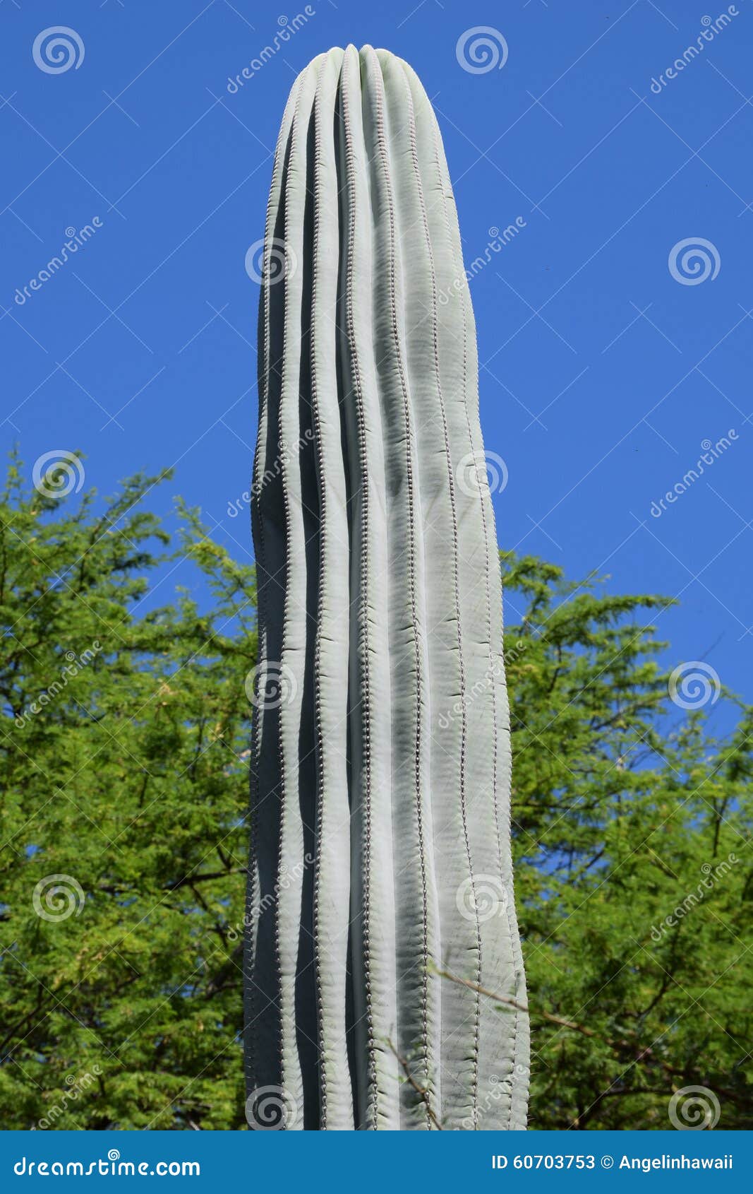 Cactus alto e grande immagine stock. Immagine di alto - 60703753