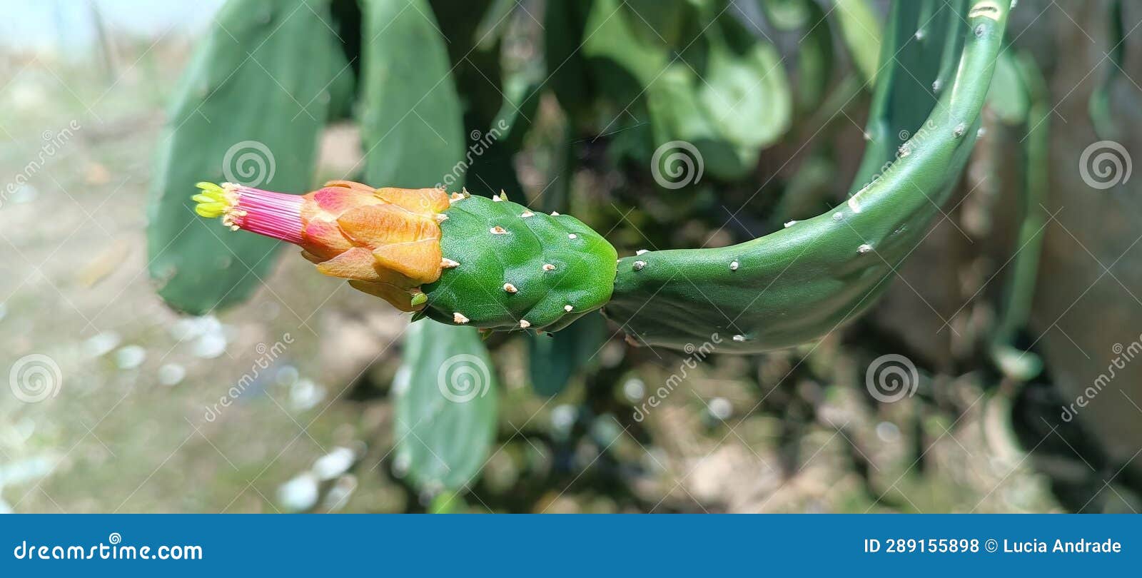 Cactus in the Amazonian Rainforest Stock Photo - Image of cactus ...