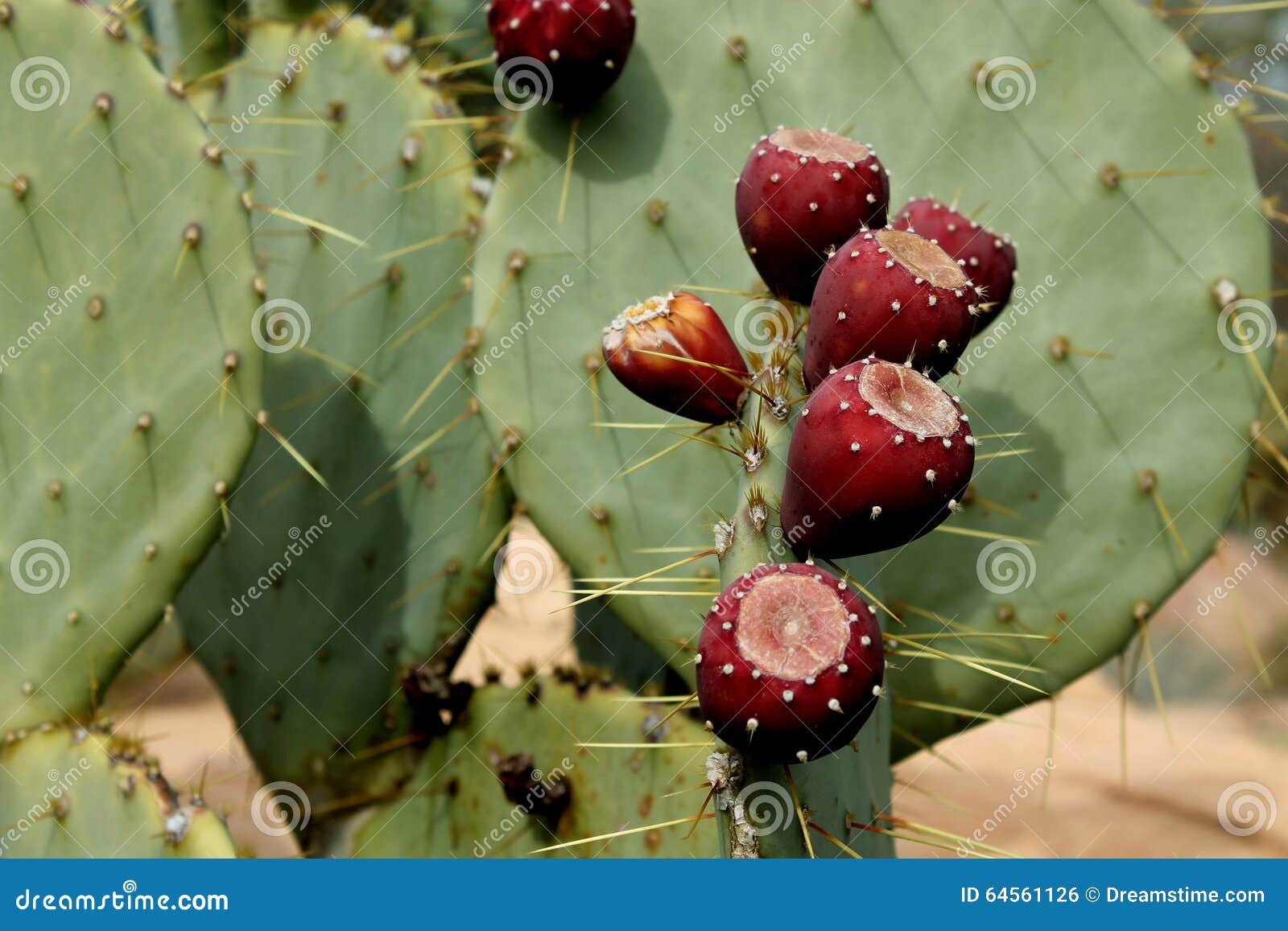 Cactus Apples stock photo. Image of desert, vegetation - 64561126