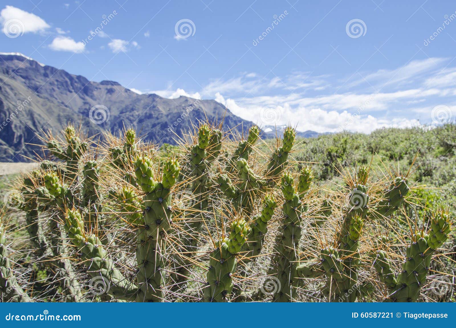 Cactus in Arequipa Peru stock image. Image of america - 60587221