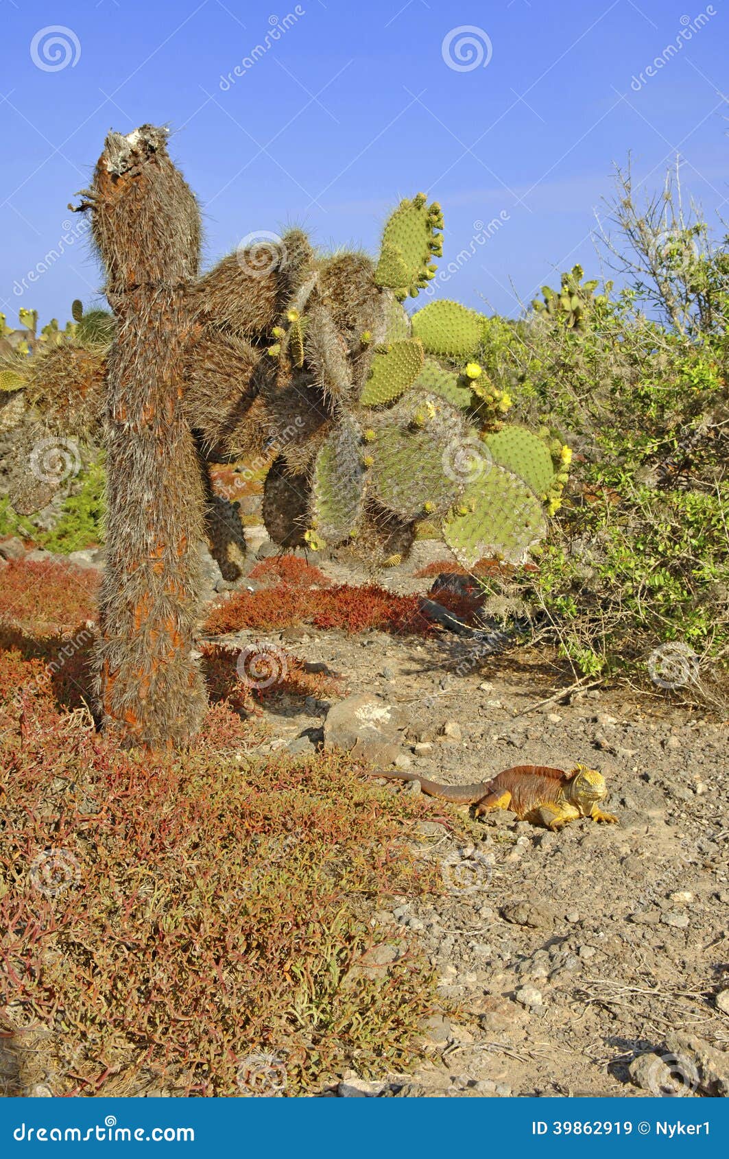 Cactus in Arid Landscape Galapagos Islands, Ecuador Stock Image - Image ...
