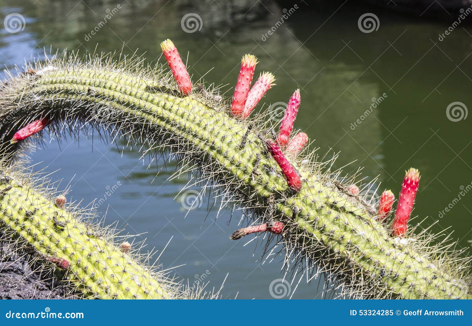 Cactus Arms Over River at Jardin De Cactus Stock Image - Image of cacti ...