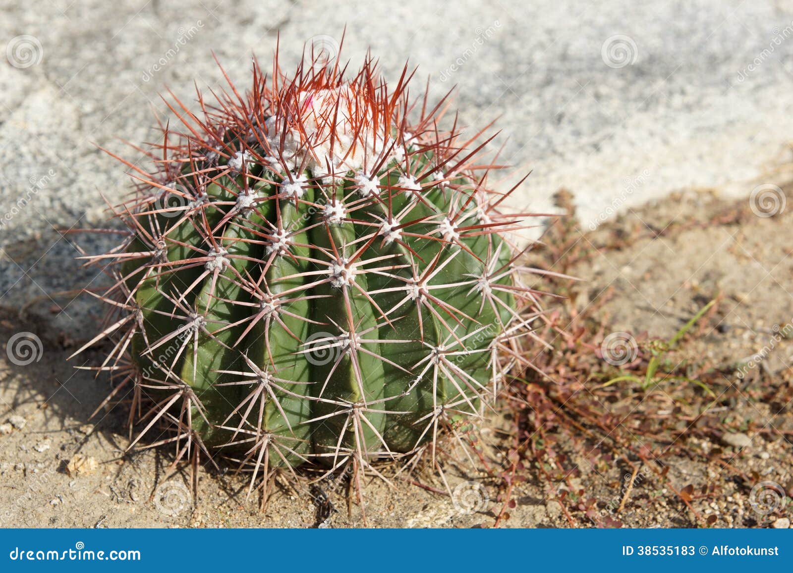 Cactus, Aruba, ABC Islands stock image. Image of flora - 38535183