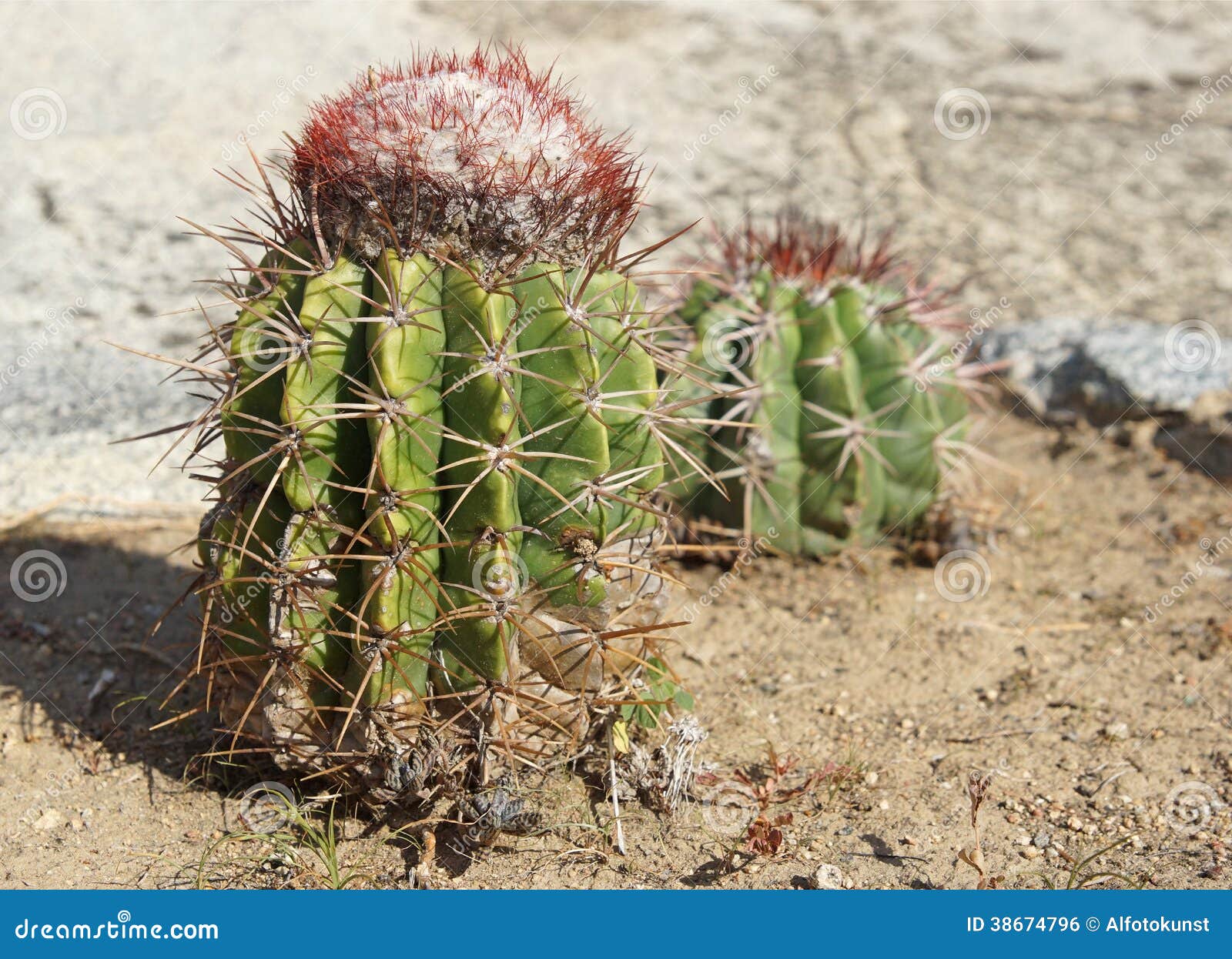 Cactus, Aruba, Caribbean Sea Royalty-Free Stock Photography ...