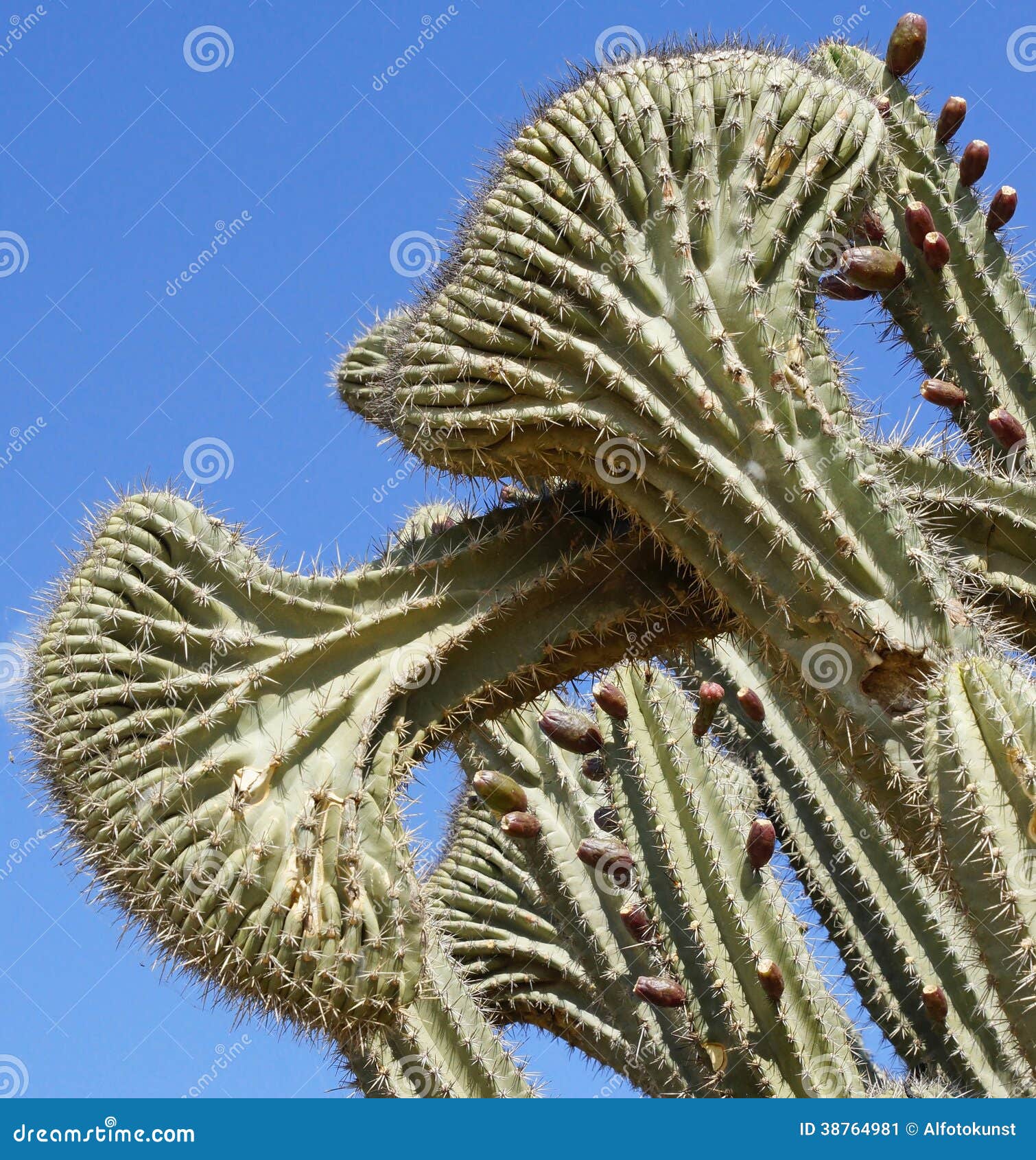 Cactus, Aruba, ABC Islands stock image. Image of flora - 38764981