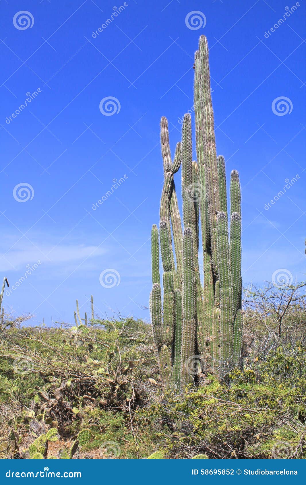 Yatu Cactus In Aruba Stock Image | CartoonDealer.com #78017635
