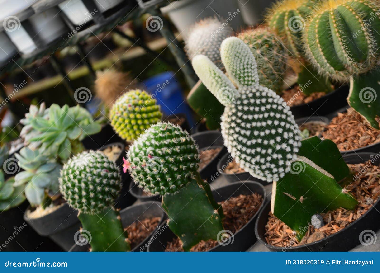 Cactus Assorted in Flower Shop Stock Image - Image of shop, flower ...